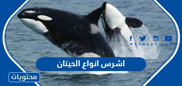 ما هي اشرس انواع الحيتان - موقع محتويات
